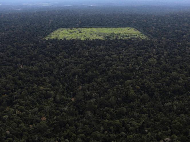 Foto Hutan Amazon yang Menyedihkan