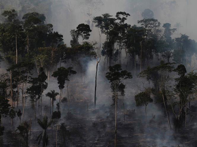 Foto Hutan Amazon yang Menyedihkan